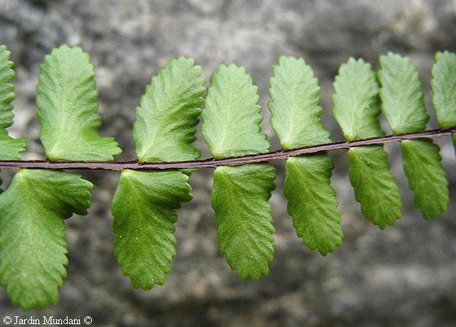 Future is written in green: Asplenium x tubalense, a cheat hybrid