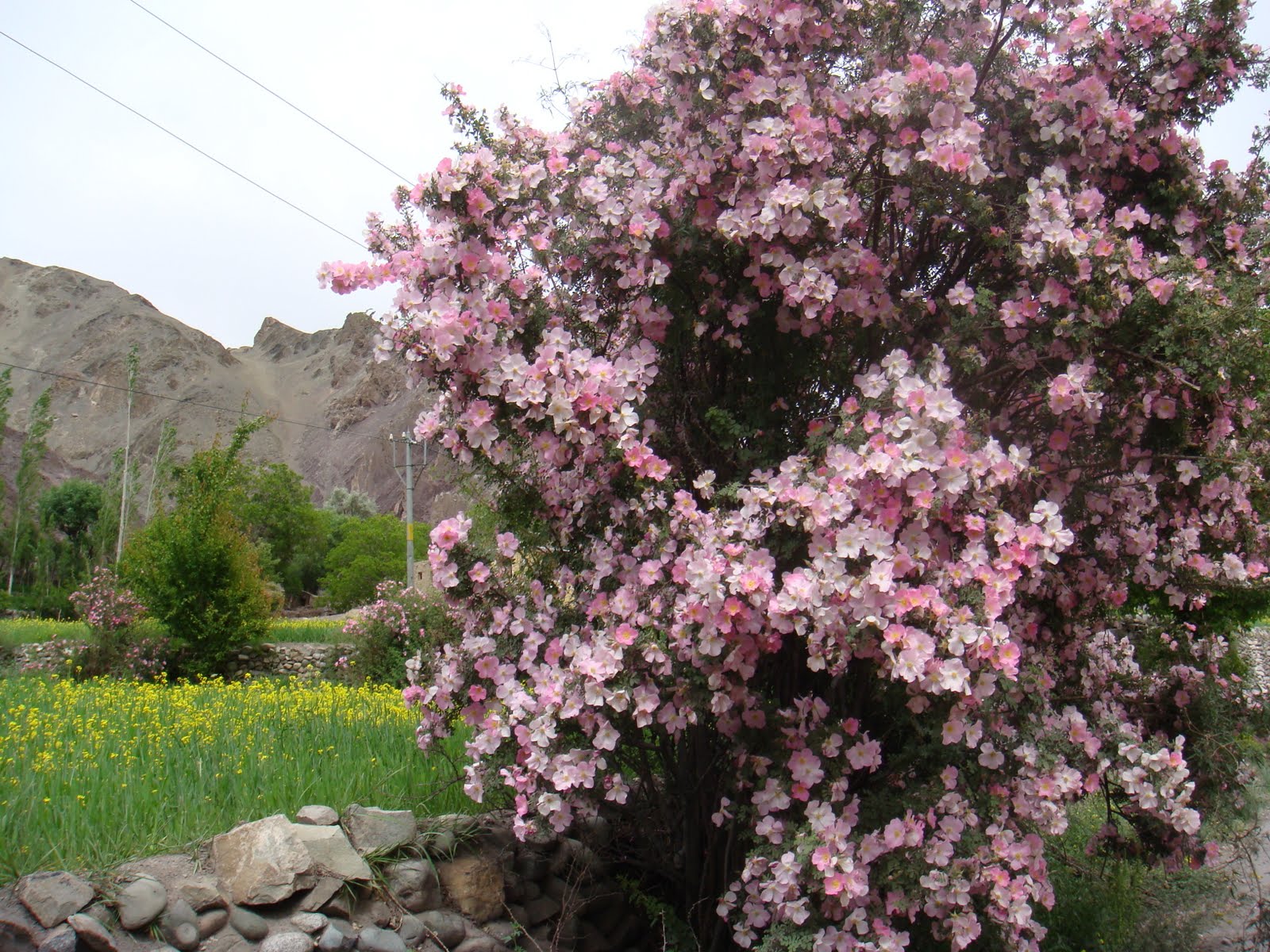 A Protest of Romance: Ladakh - Day 7 - Alchi