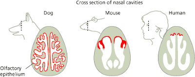 The Organization Of The Olfactory System: Odorant Receptors & The ...