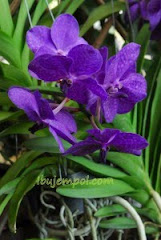 jenis anggrek Indonesia yang dilindungi | indahnya bunga anggrek