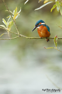 Nigel Blake nature photography: Kingfisher.