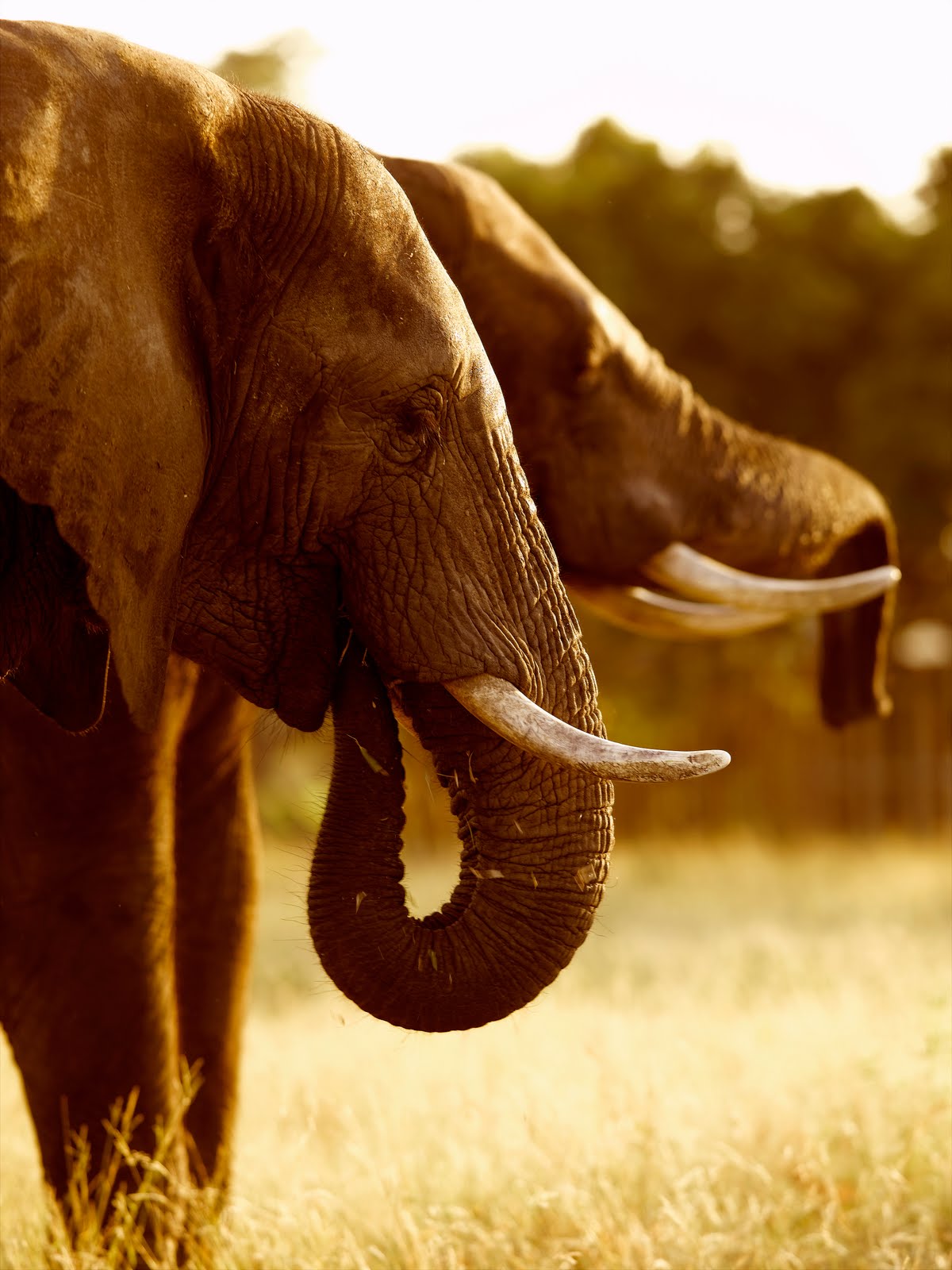 Amarula Cream: Dia dos Animais: Amarula Cream atua em projetos de ...