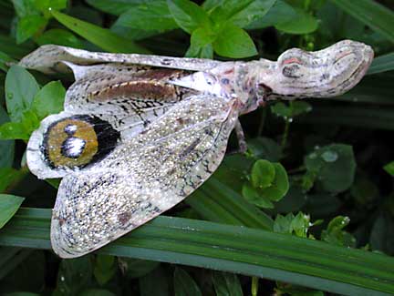 Fulgora laternaria: Víbora Cuco (Fulgora laternaria), Parte I