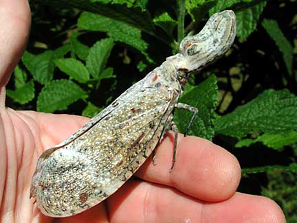 Fulgora laternaria: Vibora cuco (Fulgora laternaria) Parte II