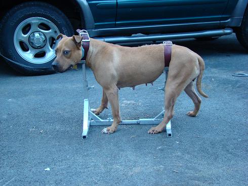 Top comment in an /r/aww thread finds a certain type of dog breed ...