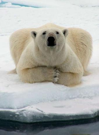 Naturaleza: OSO POLAR