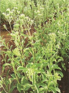 STEVIA SWEET TOWARDS HEALTHIER: 2/14/10 - 2/21/10