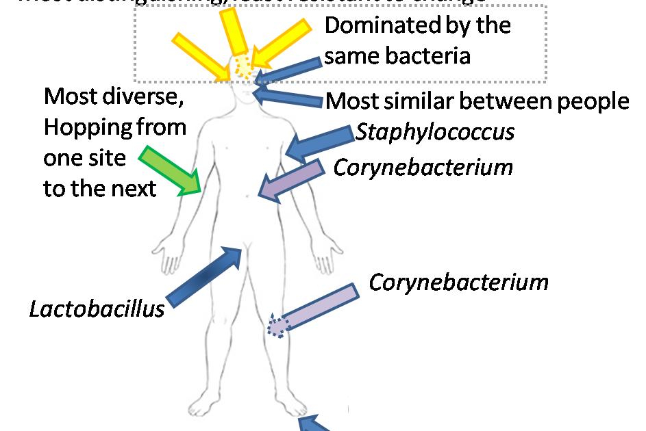 Health Technologies: Human Body: A map of where Bacteria live