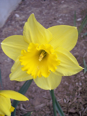 Christy's Garden: Narcissus 'Gigantic Star' (Daffodil)
