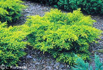 Christy's Garden: Juniperus chinensis 'Old Gold' (Juniper)