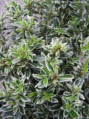 Christy's Garden: Euonymus japonica 'Microphylla Variegata' (Variegated ...