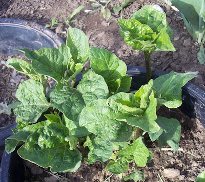 Christy's Garden: Physalis alkekengi var. franchetti (Chinese Lantern ...