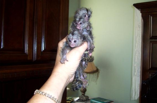 extessi: Monyet Mini