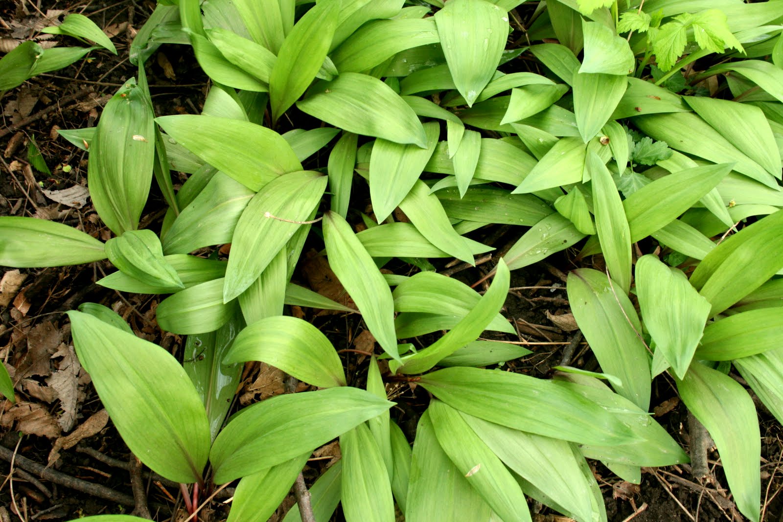 South Englishtown Gazette: Of Ramps and Ramsons