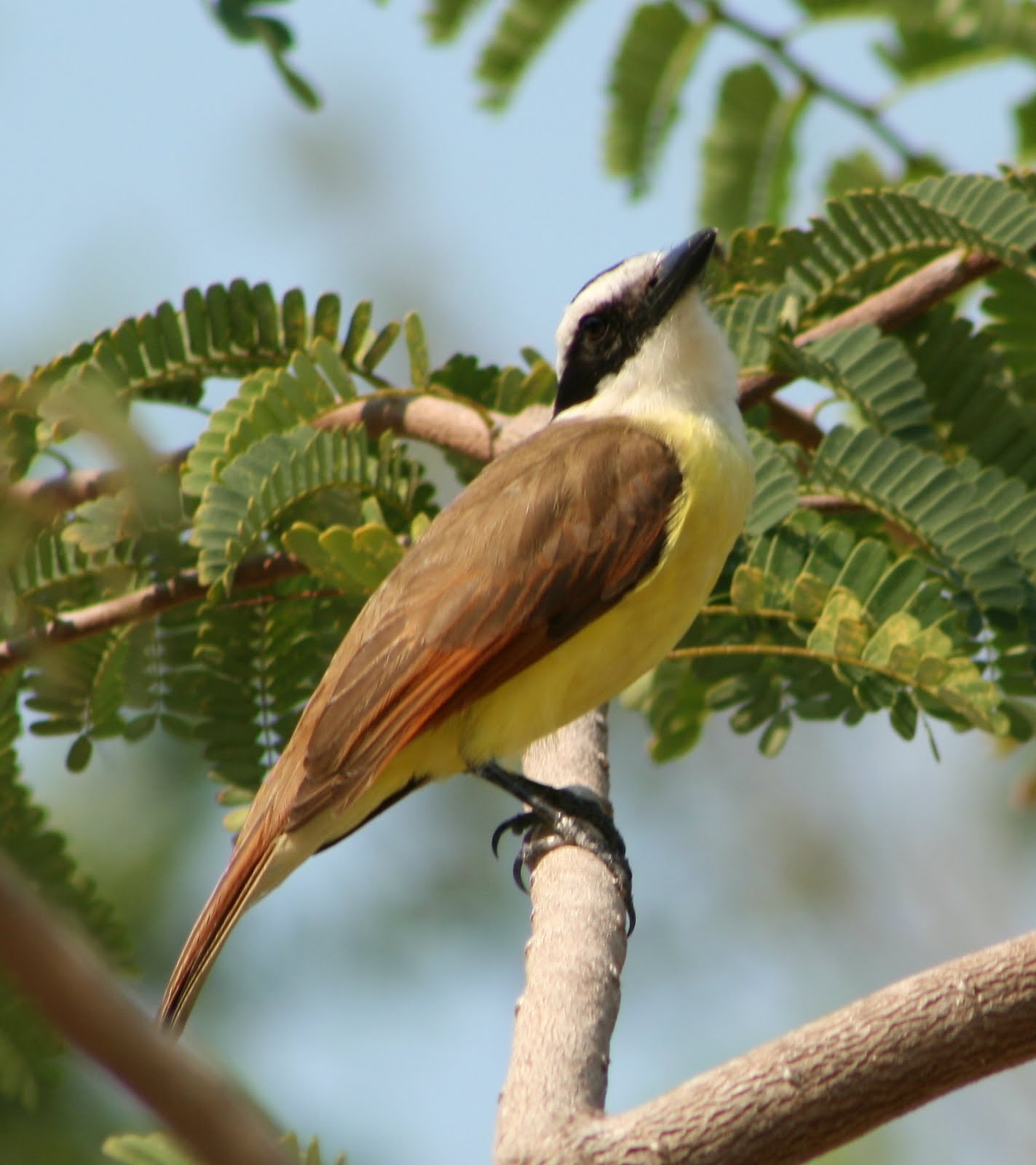 South Englishtown Gazette: Belize Bird of the Week #4 – Great Kiskadee ...