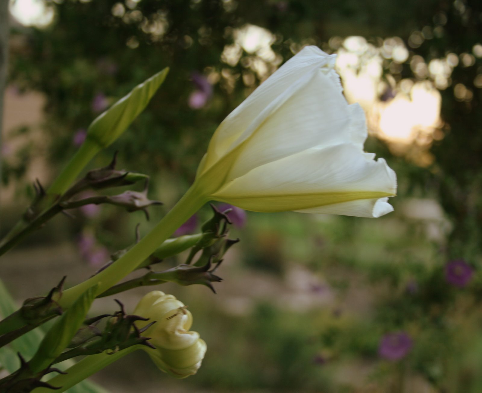 South Englishtown Gazette: More Moonflower