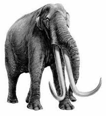 extinct creatures: Stegodon