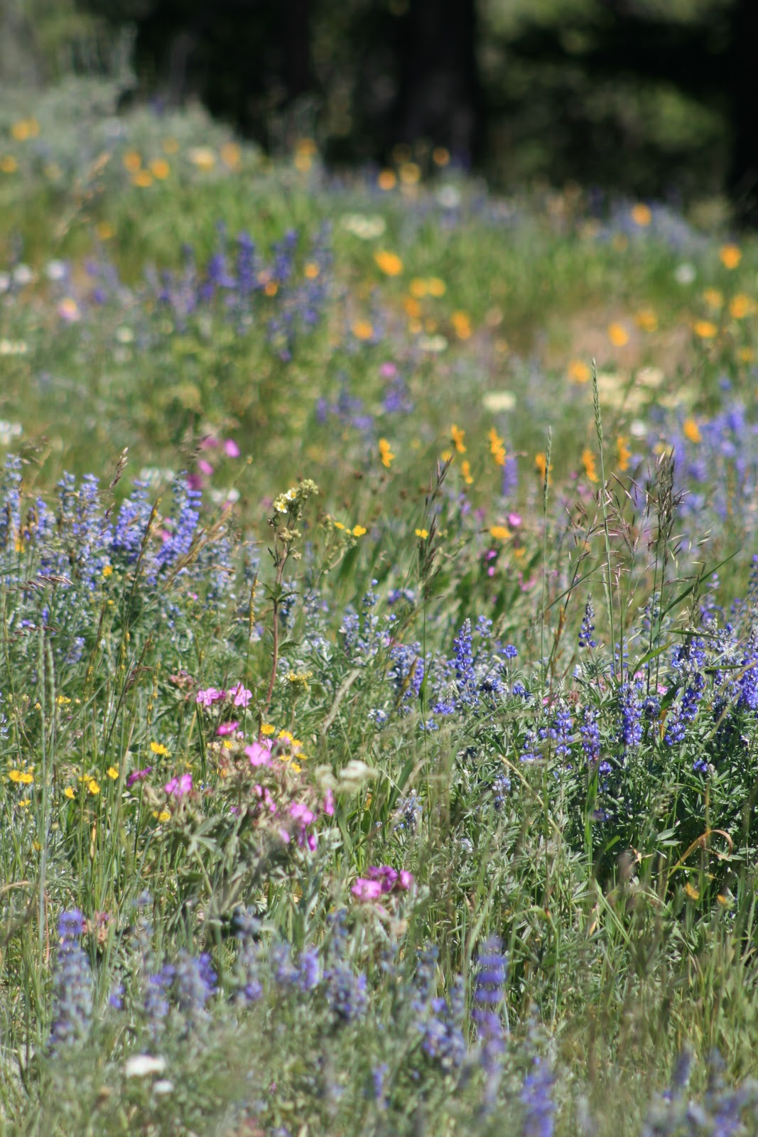 Southern Belle's Adventures: Montana Wildflowers (Macro)