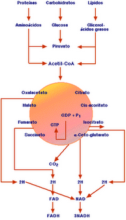 Biokimik medic 2: produccion de acetil Co.A