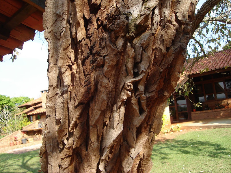 LEAVES OF GRASS: CERRADO'S TREE - ÁRVORE DO CERRADO