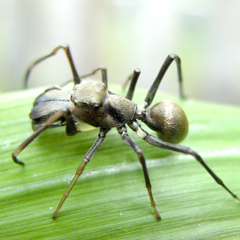 LEAVES OF GRASS: MIMICRY AND CAMOUFLAGE... MIMESTISMO E CAMUFLAGEM...