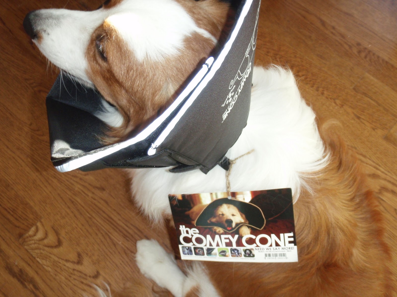 The Chronicles of Cardigan: How comfy can a cone really be?