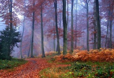 FOTOS ESPECTACULARES: La primavera en el bosque