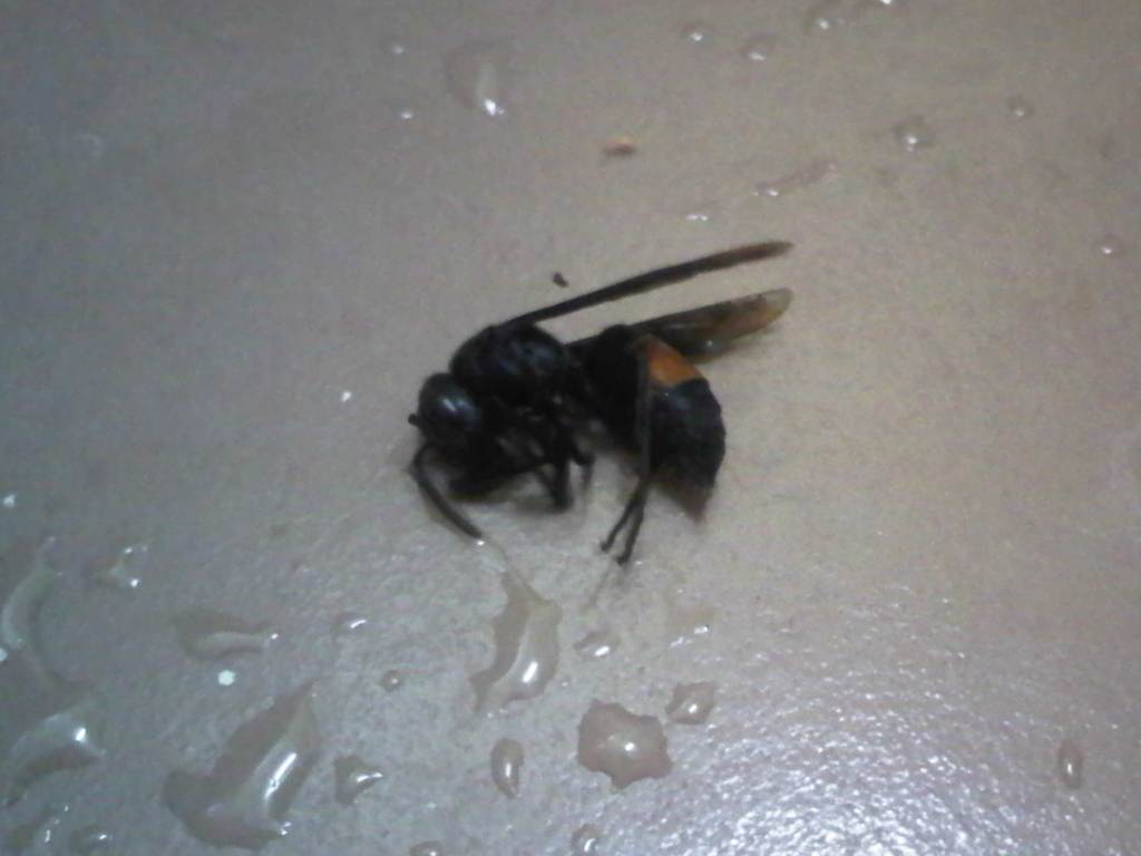 b.i.t.t.e.r.s.w.e.e.t: Kena Sengat Tebuan uuuu First Time