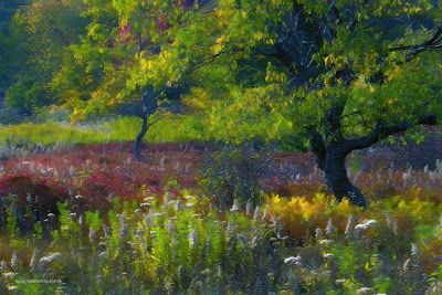 A VISUAL TREAT: Nature in Art