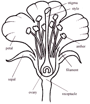 Struktur dan Fungsi Tubuh Tumbuhan 8e: Bunga