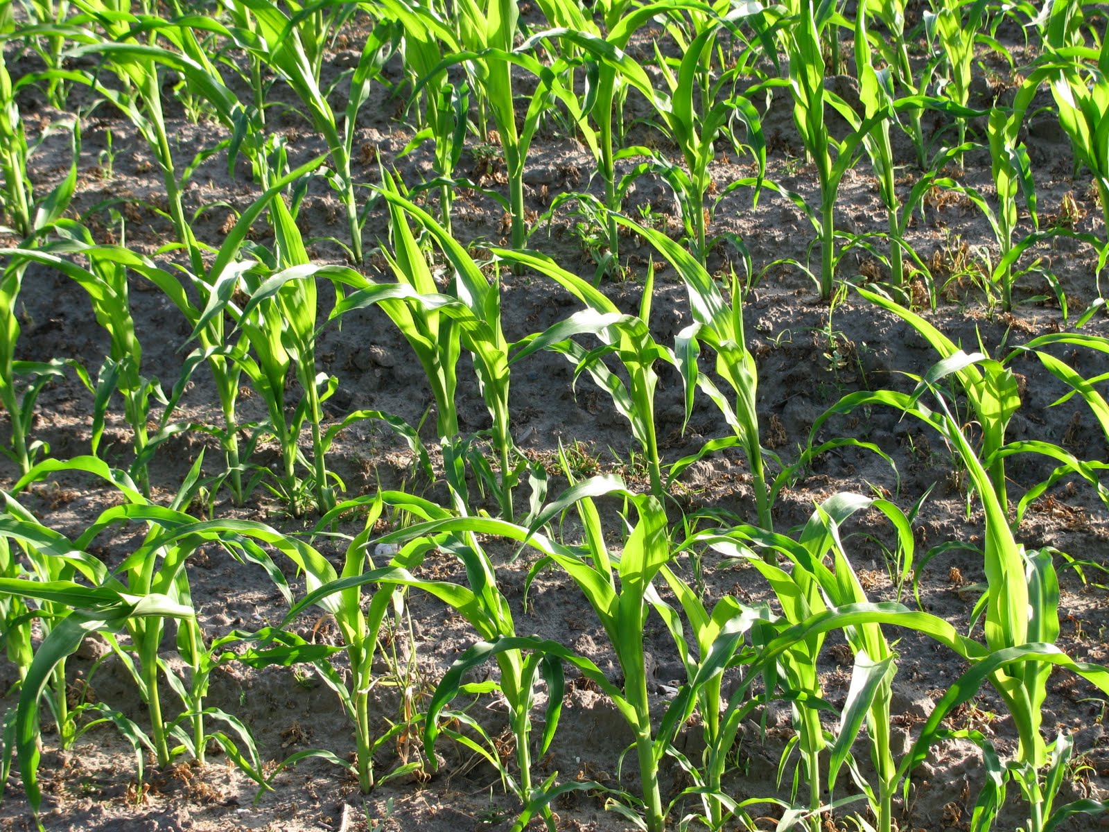 BelgiumBarb: Can You Hear Corn Growing?