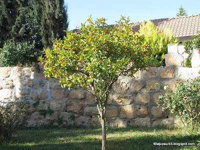 THROUGH THE LAND OF ISRAEL III: From the Greek Orthodox Migdal Eder ...