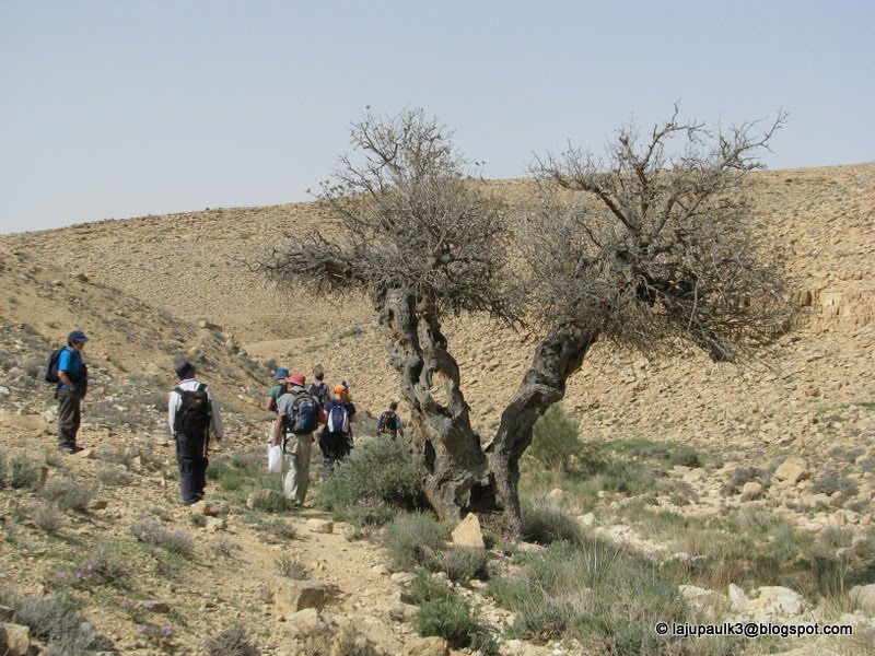 THROUGH THE LAND OF ISRAEL III: Terebinth or Pistacia atlantica. The ...
