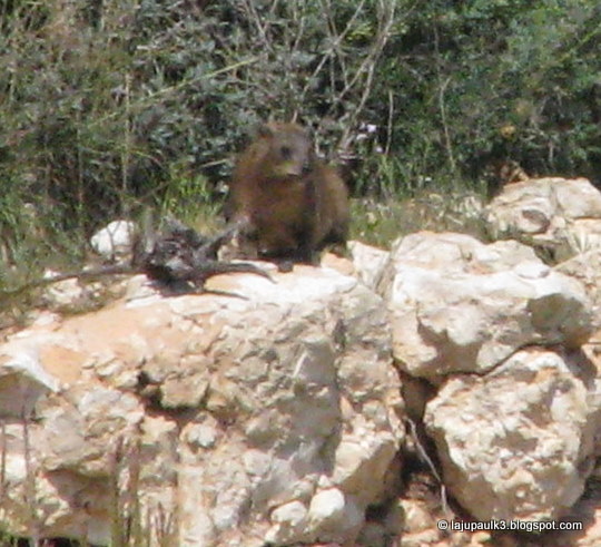 THROUGH THE LAND OF ISRAEL III: Rock Hyrax (Shaphan in Hebrew) @ Rosh ...