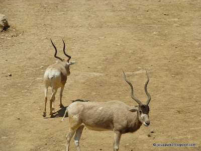 THROUGH THE LAND OF ISRAEL III: Bible Land Preserve, Jerusalem Zoo ...
