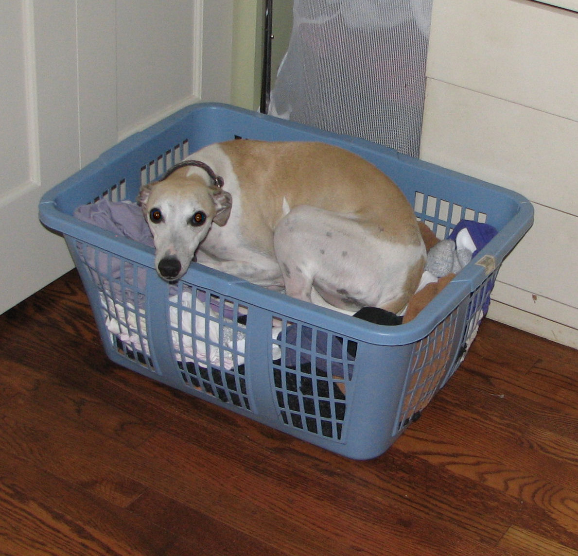 Howling at the Moon: Weenie Whippet