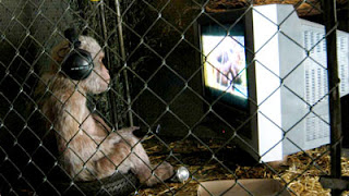 television | Skepacabra