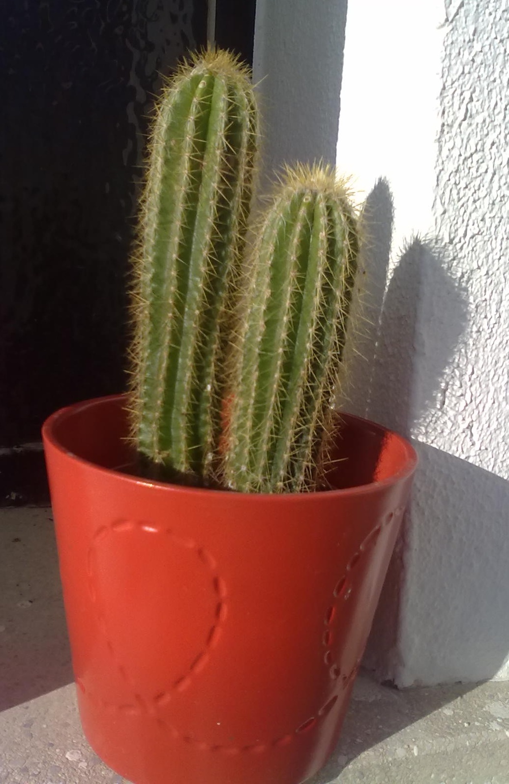 La cuidadora de cactus | xrisstinah cobaltos