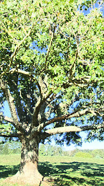 Grounded and Growing