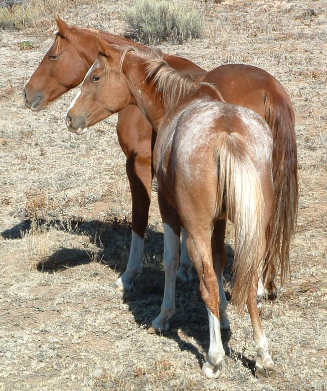 Honest Horses: The Sweetness of Solace