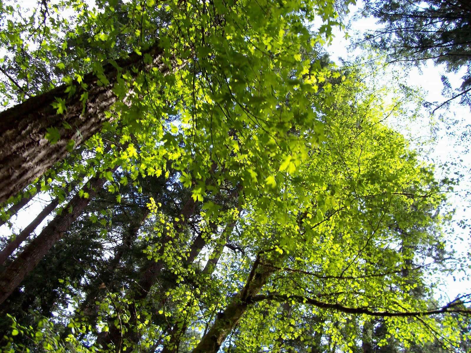 Vancouver Island Big Trees: Goldstream Provincial Park's 600 Year Old Trees