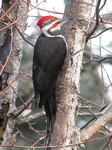 Vancouver Island Big Trees: Large Old Snags Very Important To Wildlife