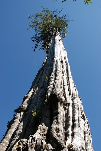 Vancouver Island Big Trees: Cedars: Old Timers Of The Ancient Forest
