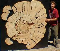 Vancouver Island Big Trees: The Oldest Tree On Record In Canada