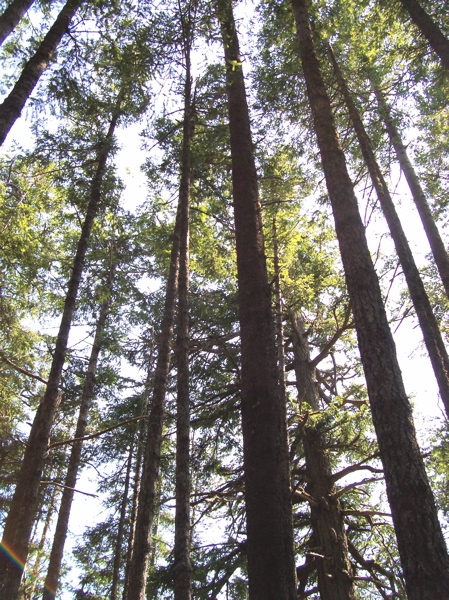 Vancouver Island Big Trees: Getting High For Big Trees - Climbing Mt ...