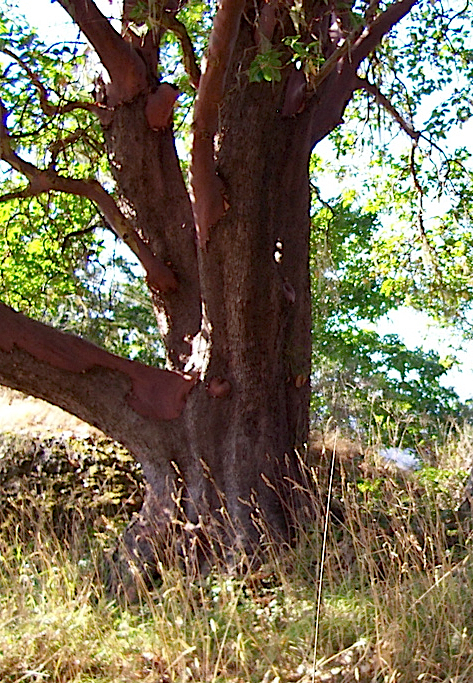 Vancouver Island Big Trees: Arbutus - Canada's Only Native Broad-leafed ...