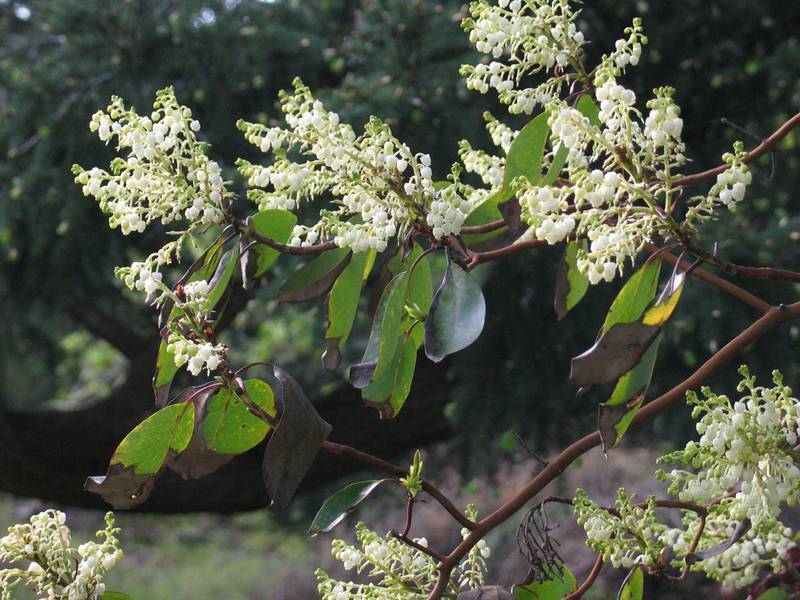 Vancouver Island Big Trees: Arbutus - Canada's Only Native Broad-leafed ...