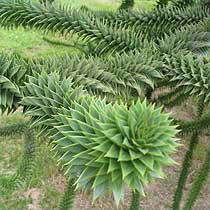 Vancouver Island Big Trees: Urban Exotics: Monkey Puzzle Tree