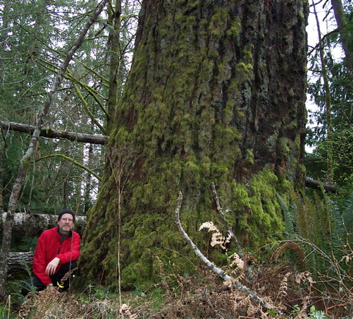 Vancouver Island Big Trees: Major Moss In B.C.'s Coastal Forests