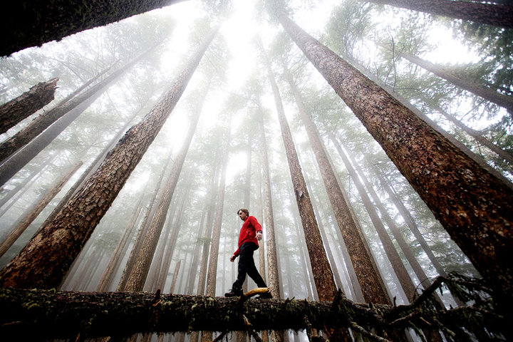Vancouver Island Big Trees: Walking In The Big Trees Has Health Benefits
